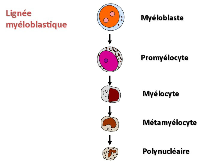 Moelle osseuse : physiologie
